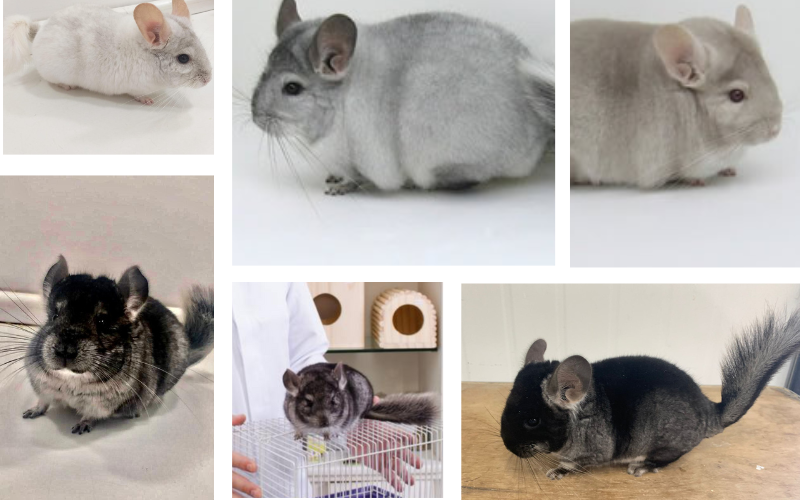 Saiba mais sobre a Chinchila!